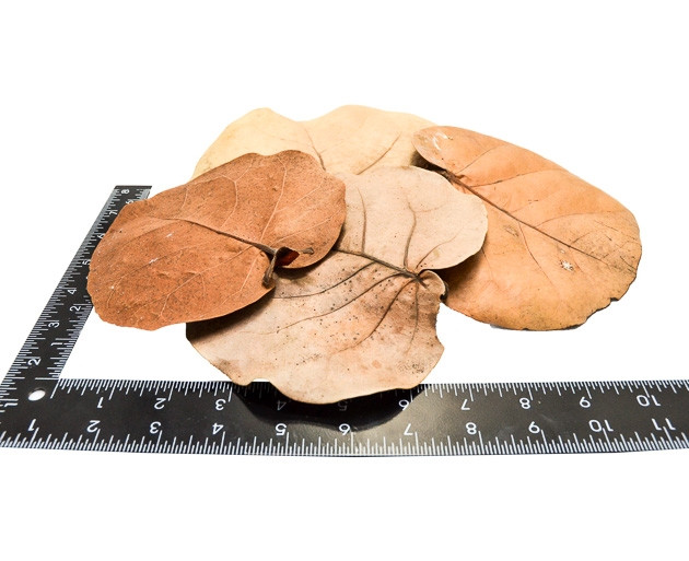 Premium Sea Grape Leaf Litter - FULL CASE - GLASS BOX TROPICALS