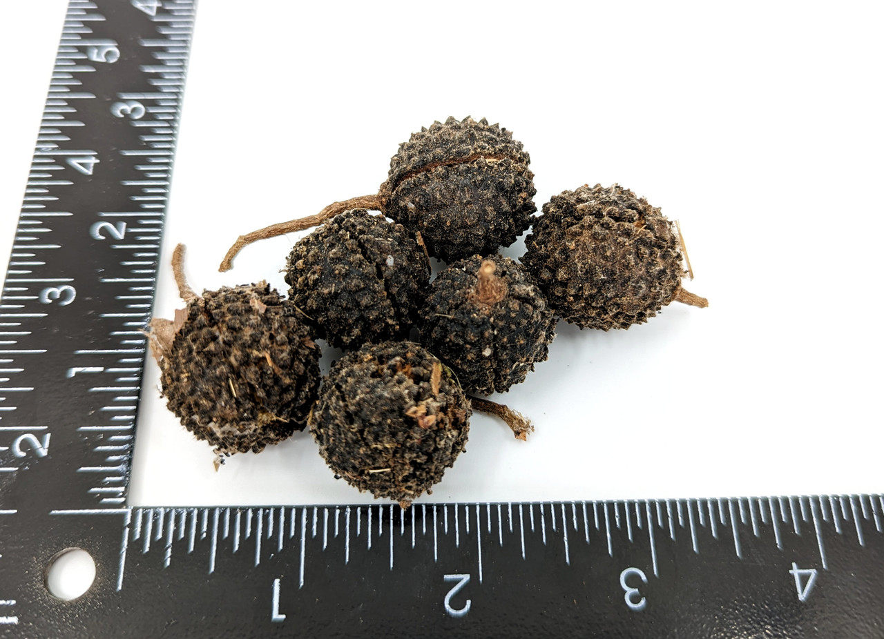 Mutamba Pods