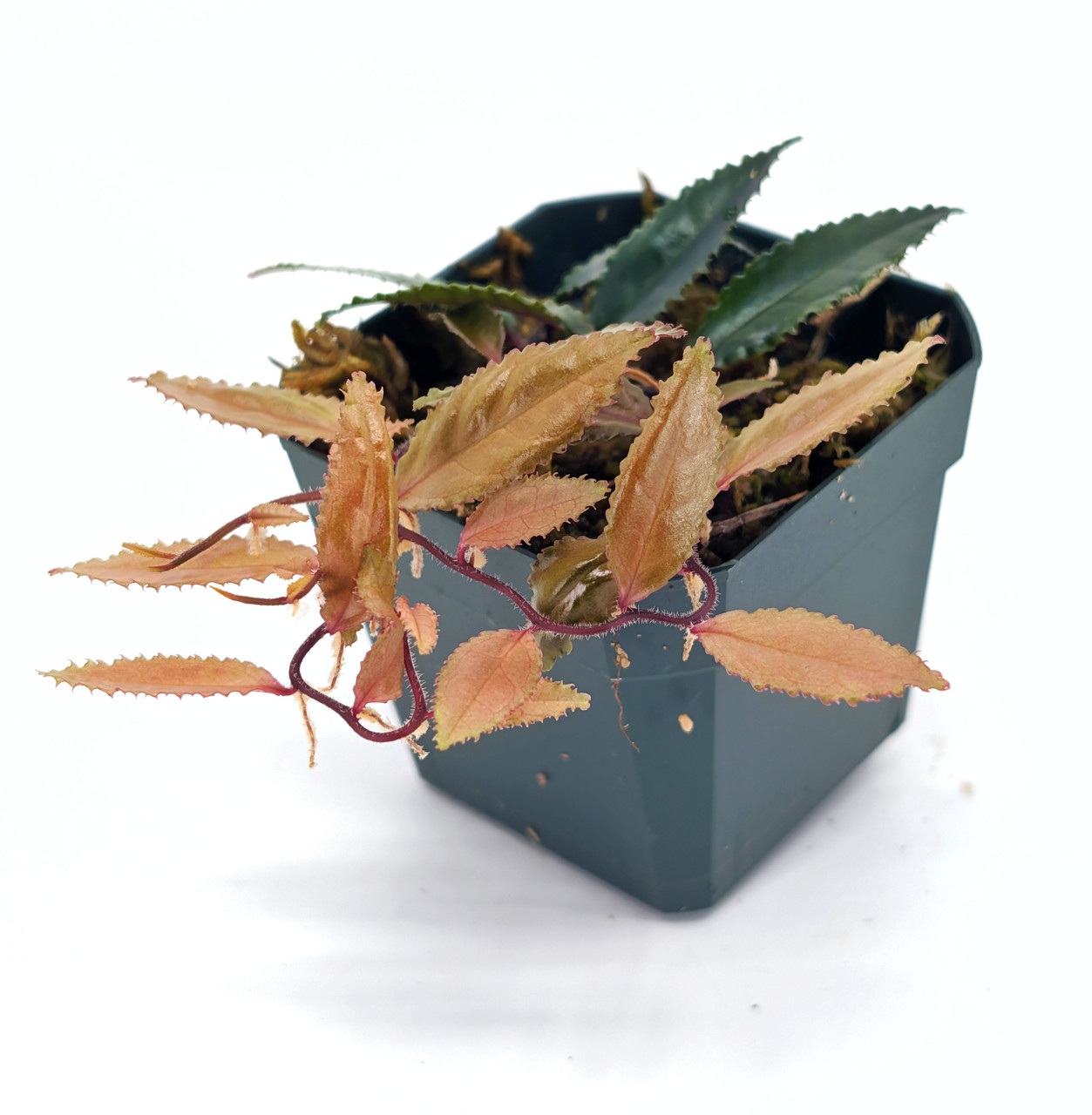 Marcgraiva sp. 'Dark Serrated'