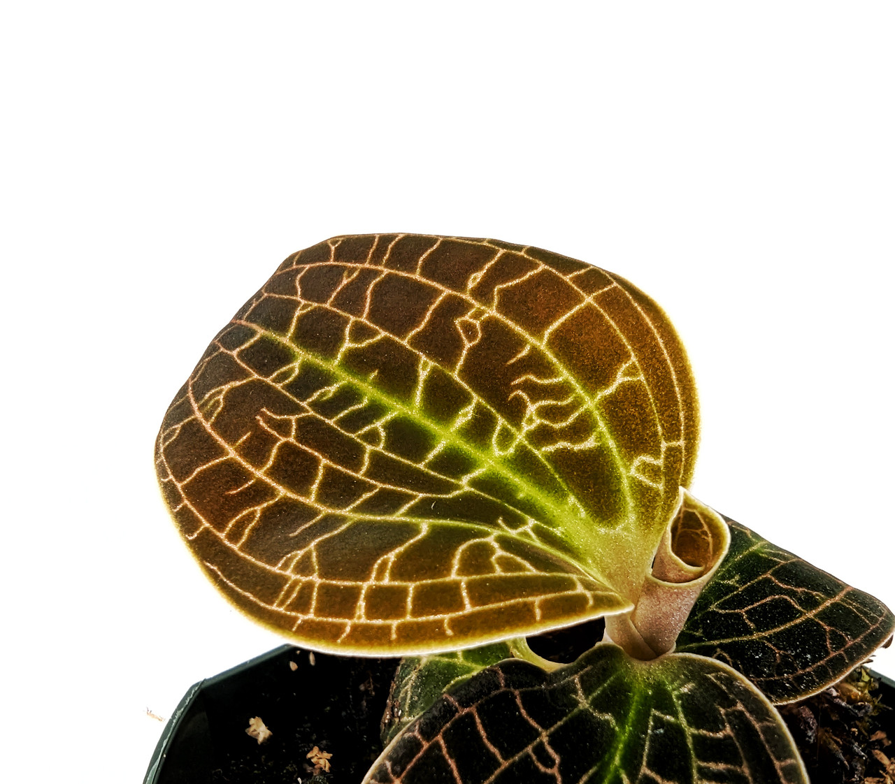 Macodes sanderiana x limii