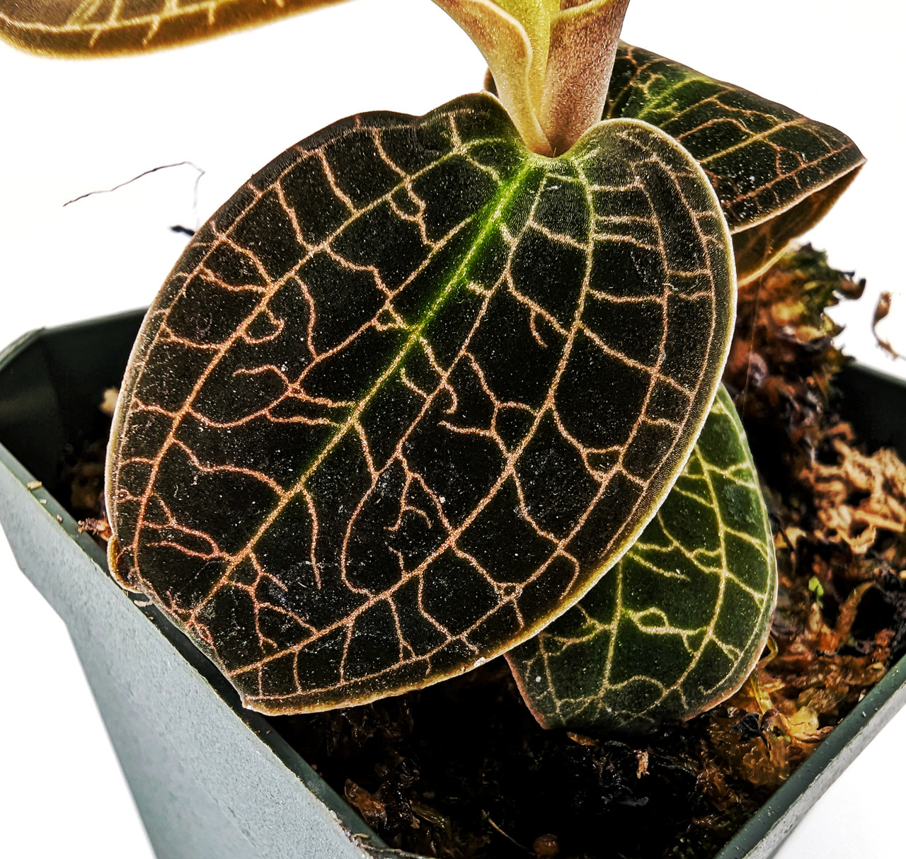 Macodes sanderiana x limii