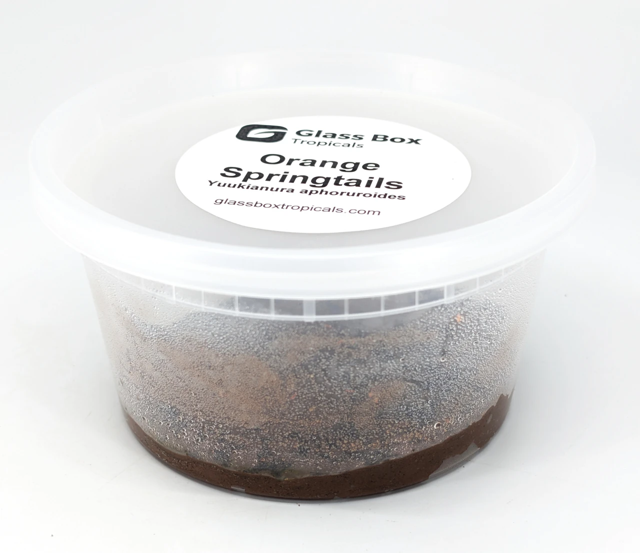 Orange Springtail Culture - Yuukianura aphoruroides