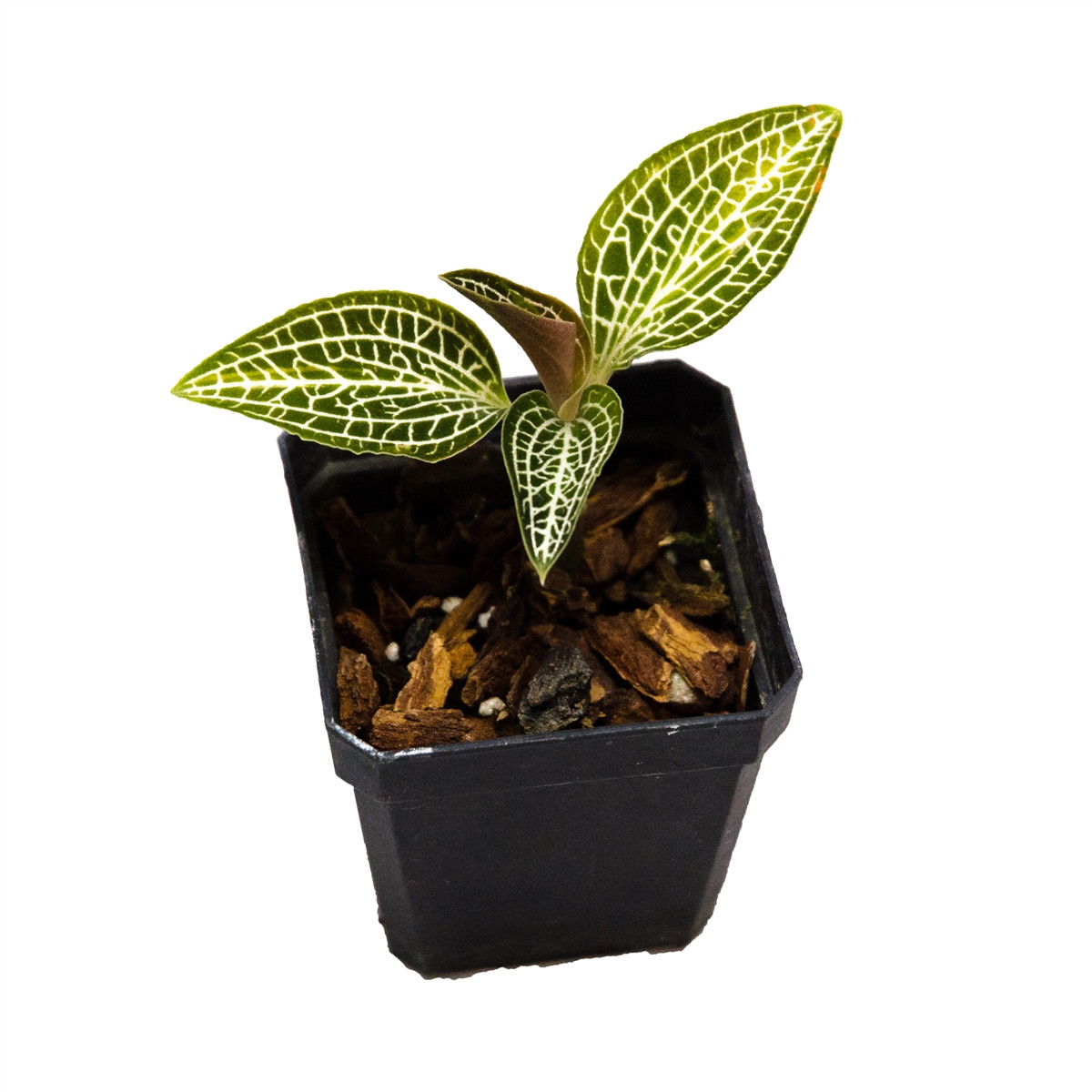 Ludochilus Sea Turtle - GLASS BOX TROPICALS