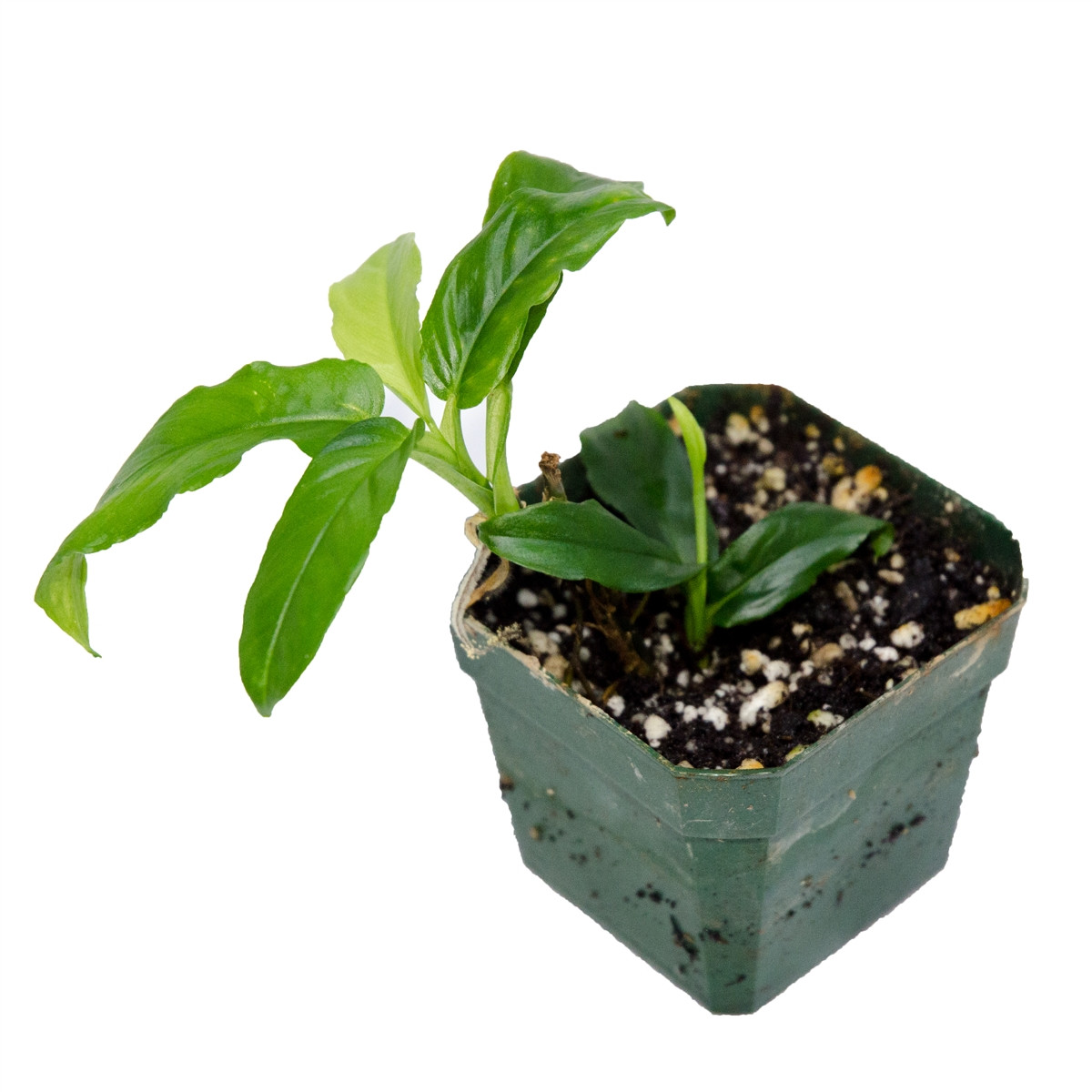 Philodendron 'Wend-imbe' - GLASS BOX TROPICALS
