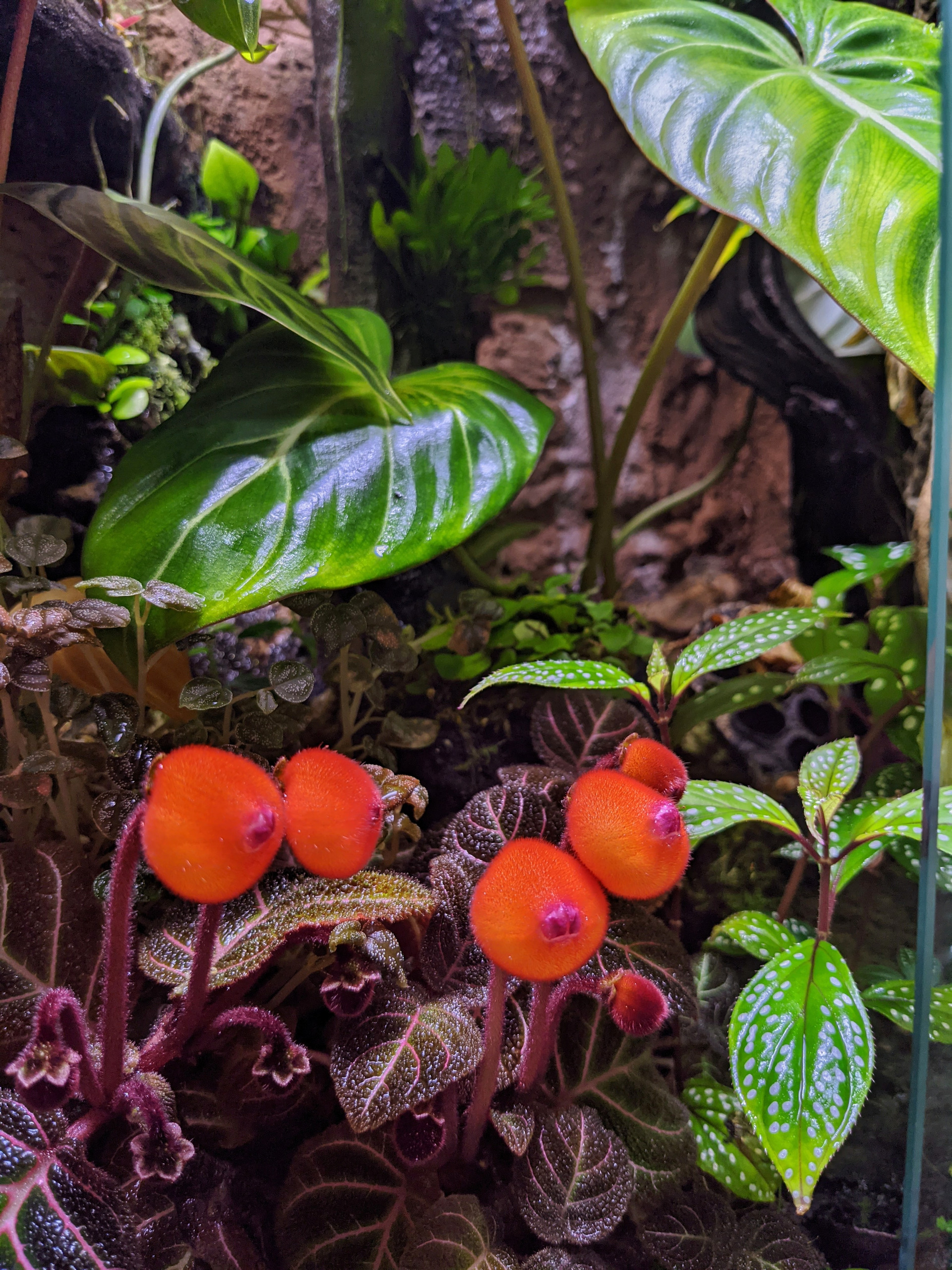 Pearcea hypocyrtiflora - GLASS BOX TROPICALS