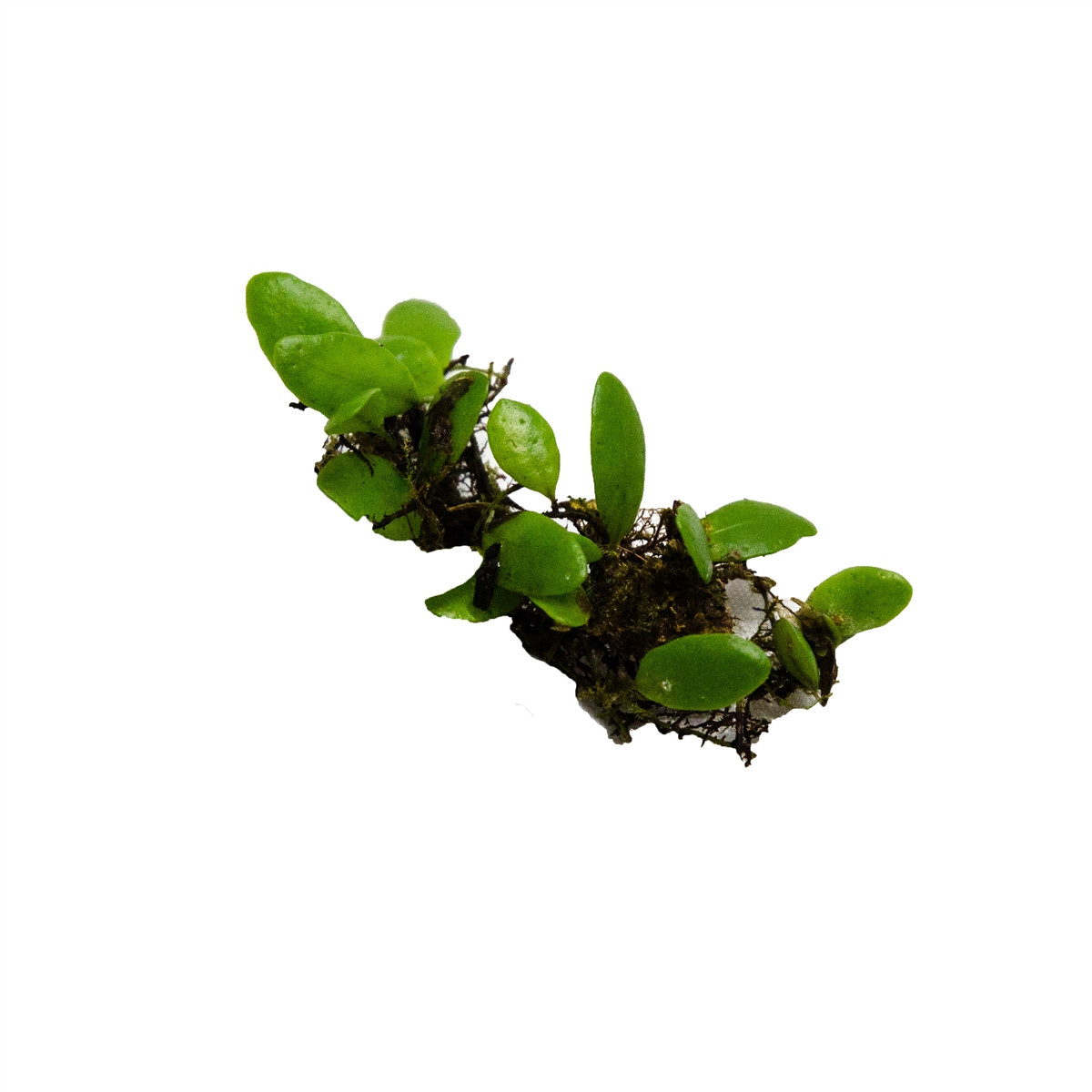 Lemmaphyllum microphyllum Small Round - GLASS BOX TROPICALS