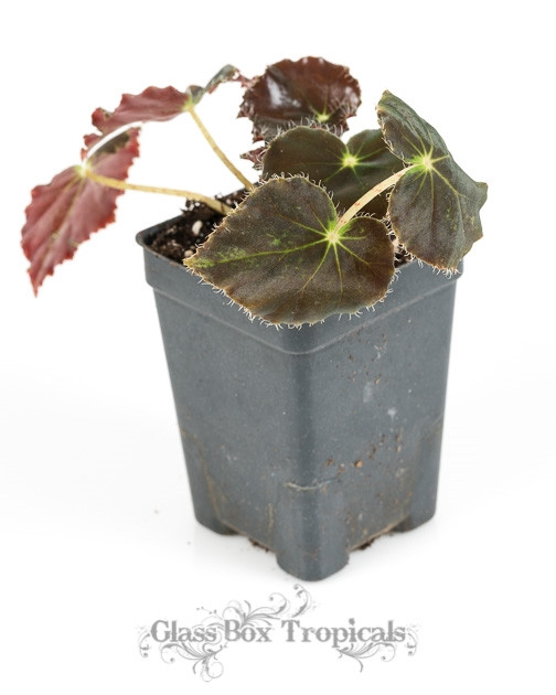 Begonia vankerckhovenii