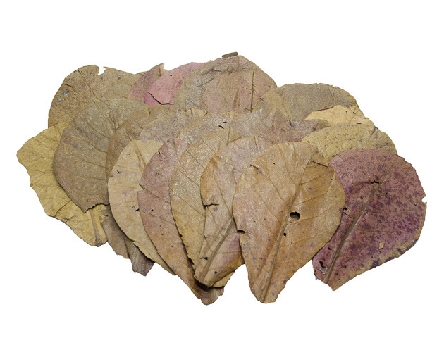 Indian Almond Leaves - 25 pack - GLASS BOX TROPICALS
