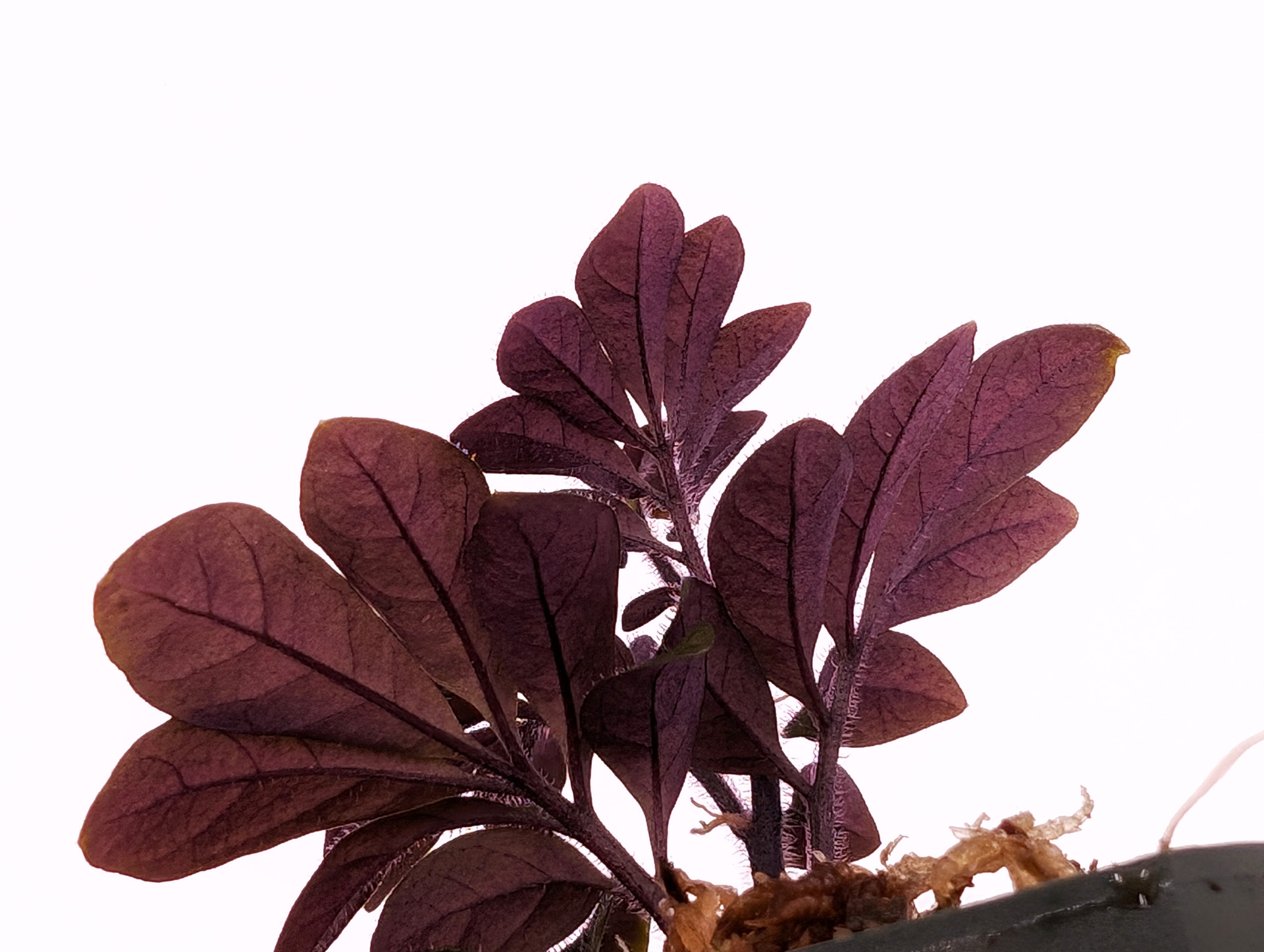 Solanum uleanum