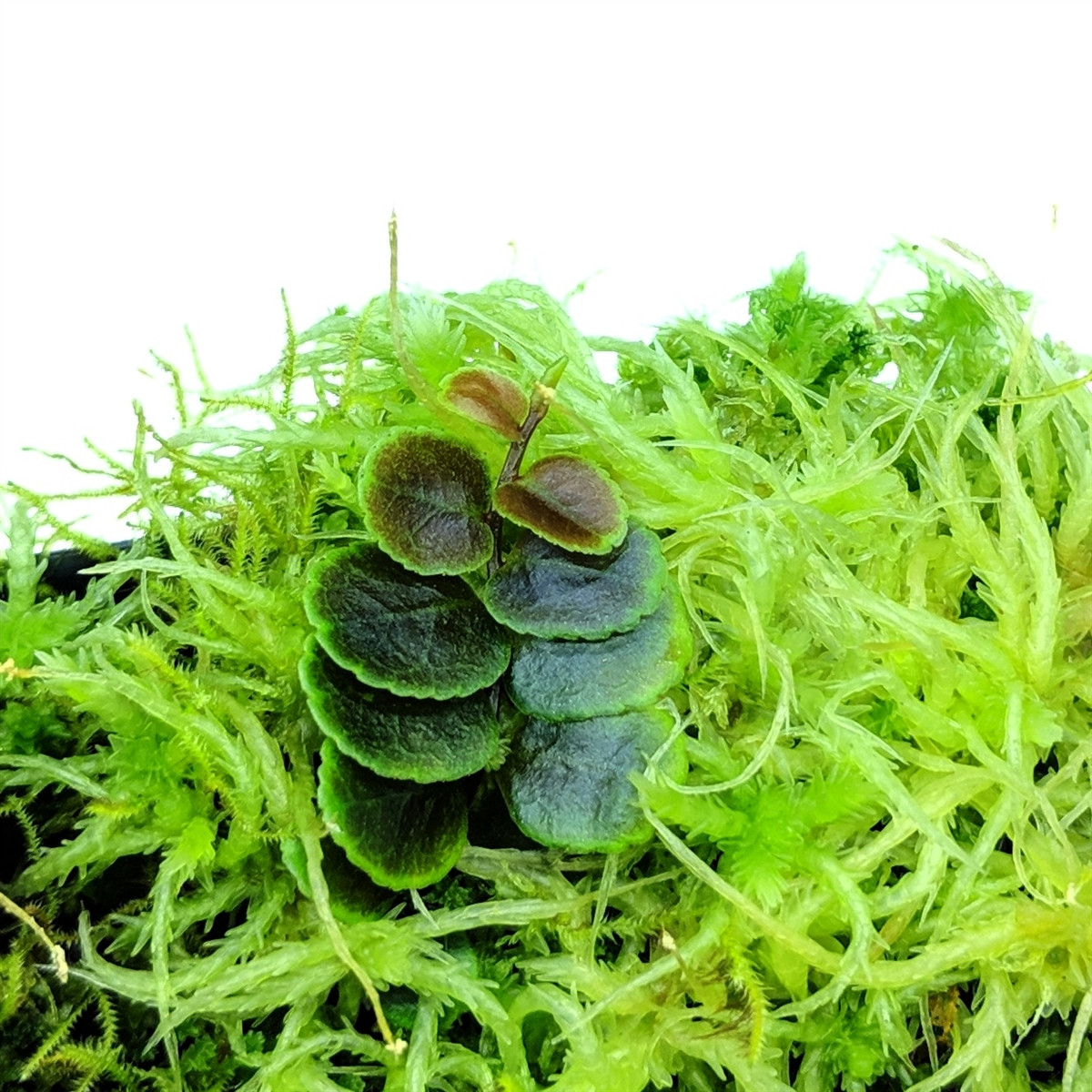 Marcgravia sp. 'Dark Brown' - GLASS BOX TROPICALS