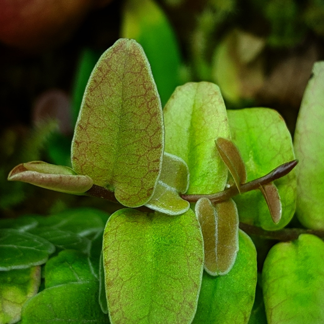 Plants By Genus - M-N - Marcgravia - Page 1 - GLASS BOX TROPICALS