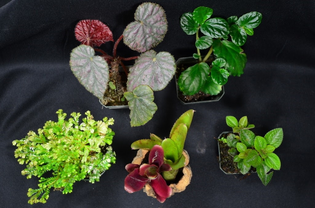 Plant Packages - GLASS BOX TROPICALS