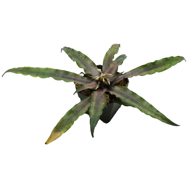 Ludochilus Sea Turtle - GLASS BOX TROPICALS