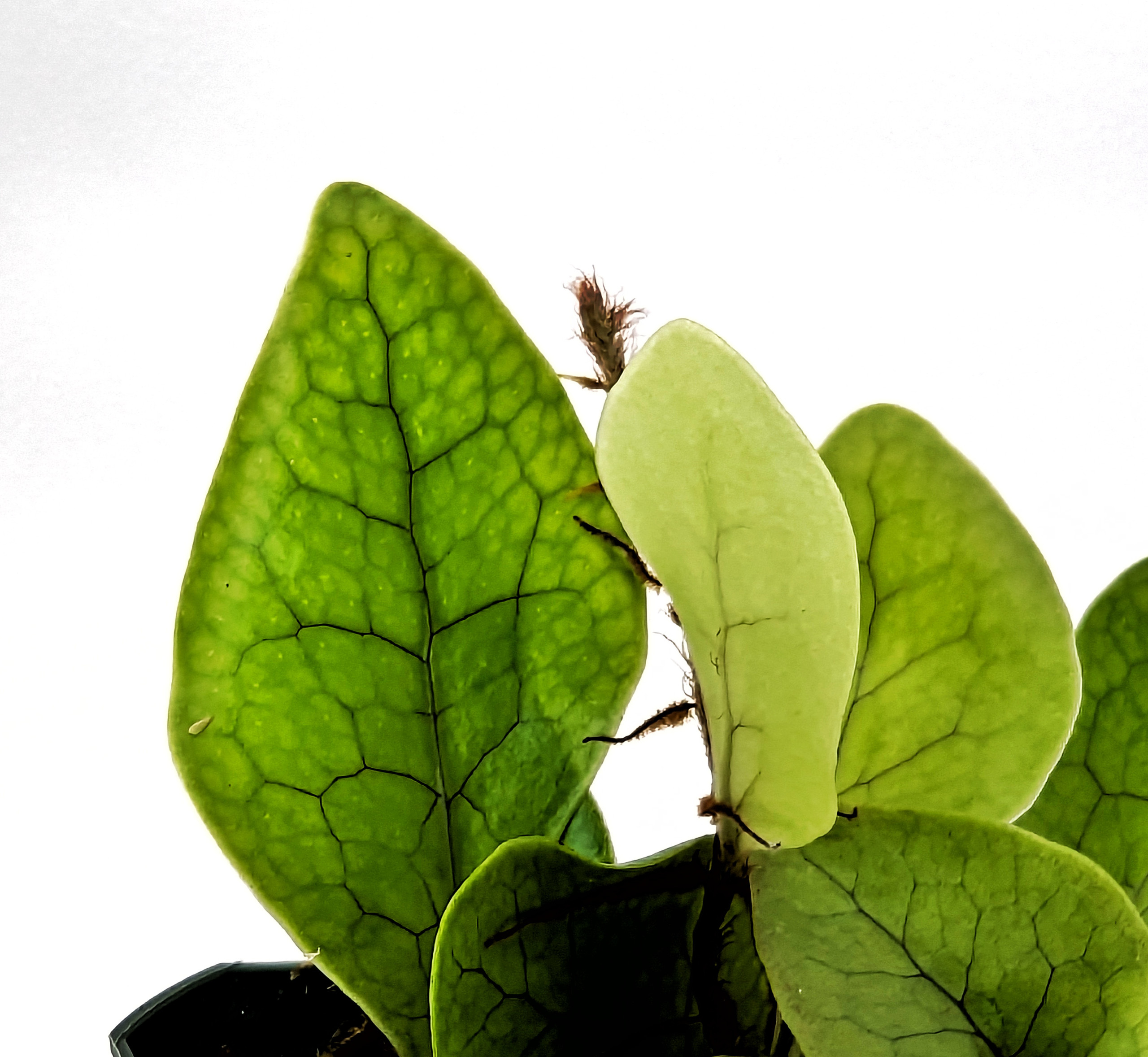 Microsorum linguiforme