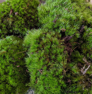 Tropical Star Moss