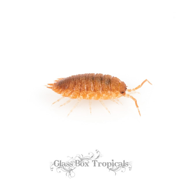Feeders / Microfauna - Microfauna - GLASS BOX TROPICALS