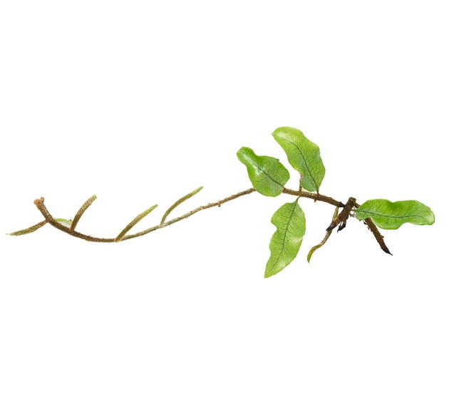 Plants By Genus - M-N - Microgramma - GLASS BOX TROPICALS