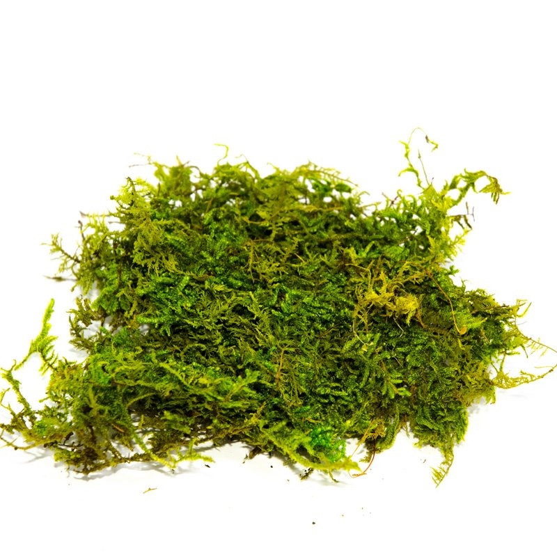 Dusk Moss Mix - GLASS BOX TROPICALS