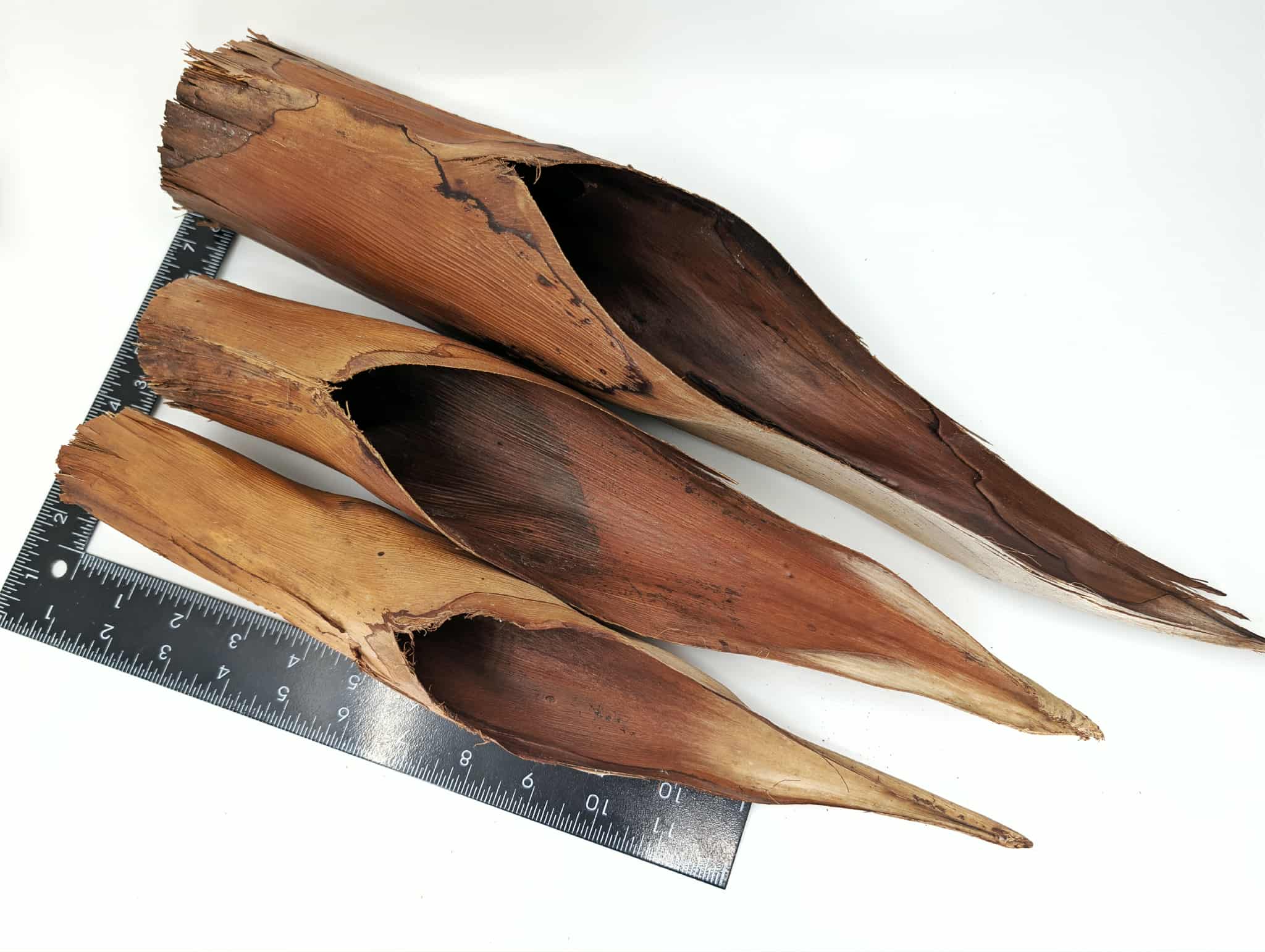 Palm Sheath