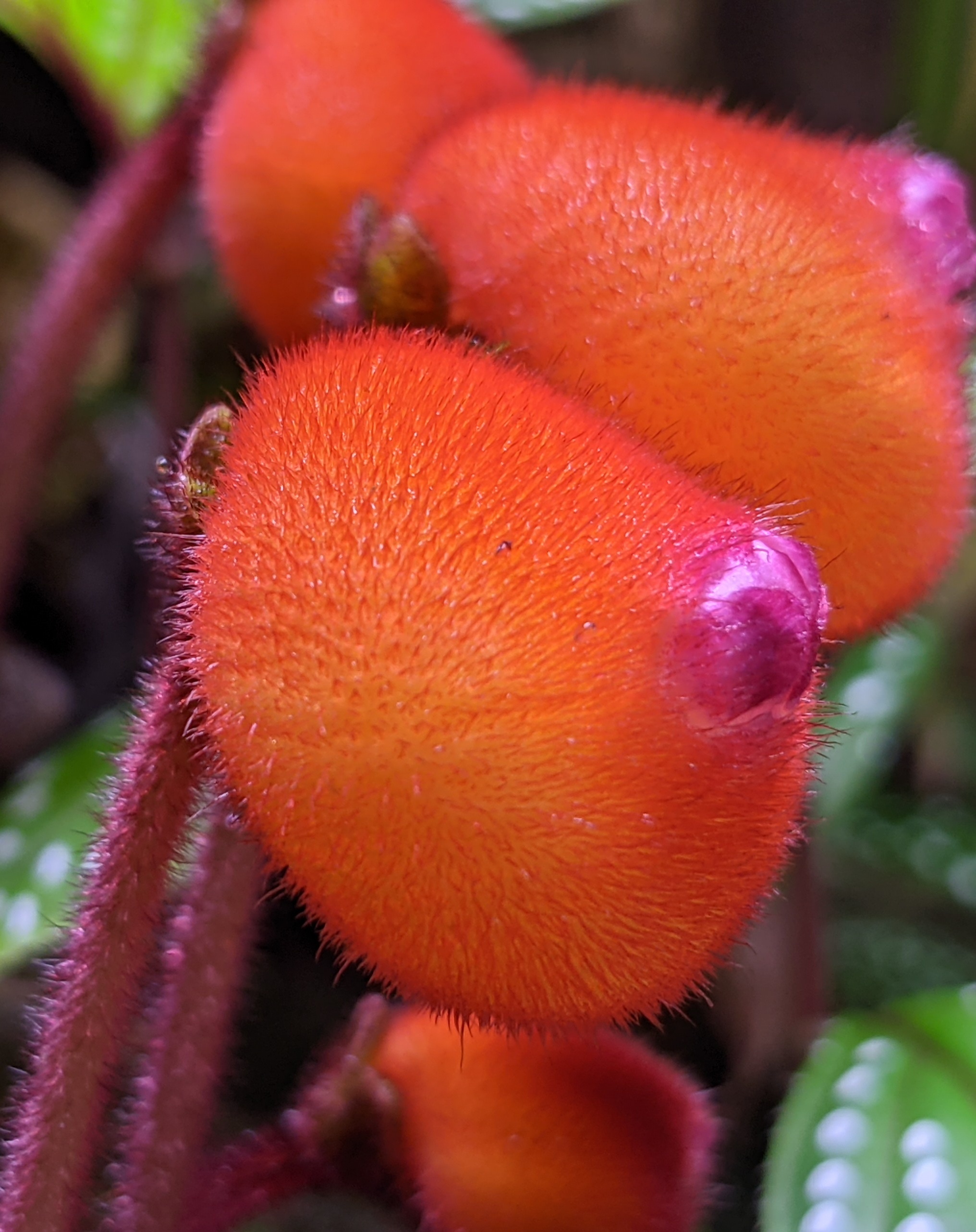 Pearcea hypocyrtiflora - GLASS BOX TROPICALS