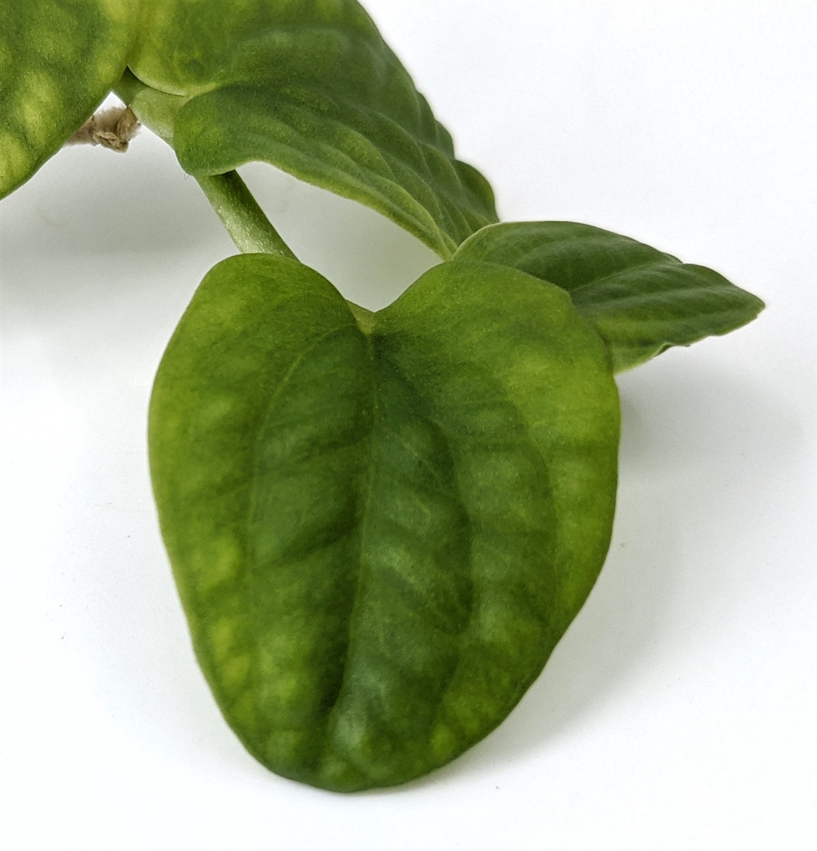 Scindapsus lucens - GLASS BOX TROPICALS