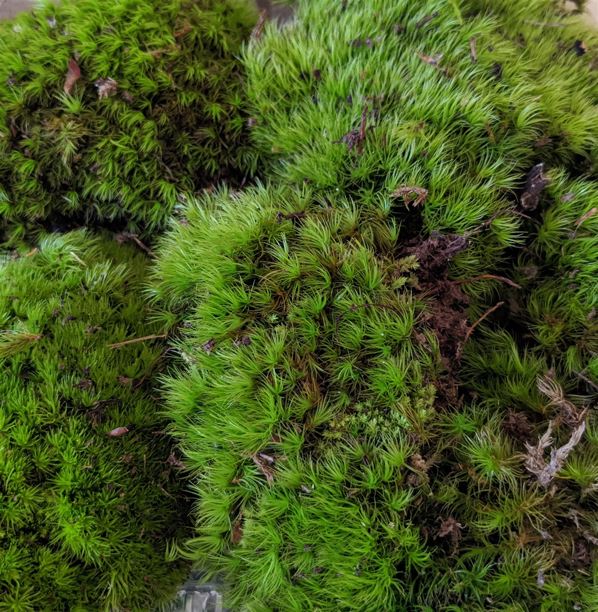 Live Mood Moss - GLASS BOX TROPICALS