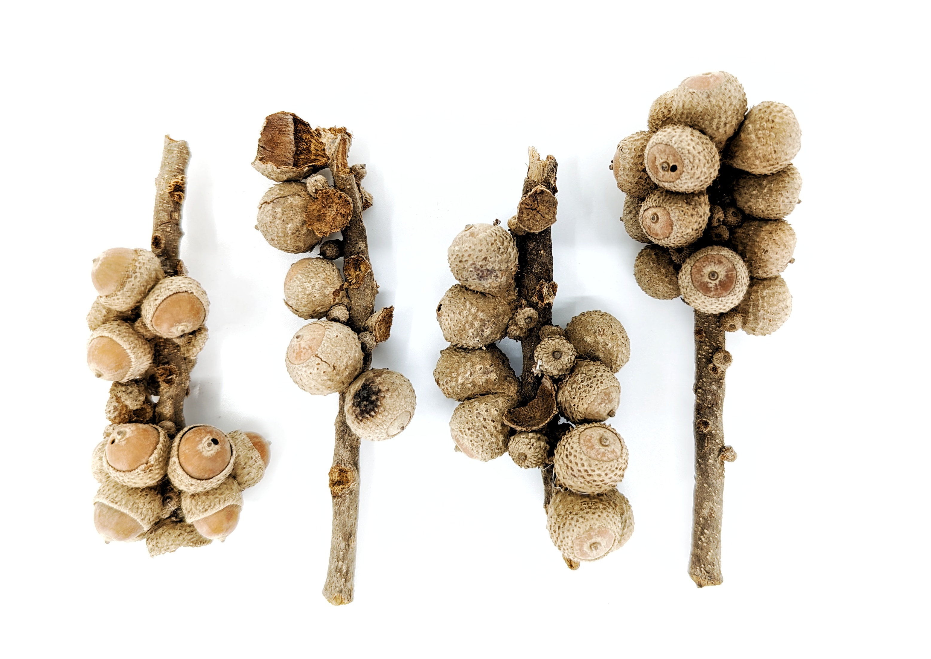 Small Acorn Bunch