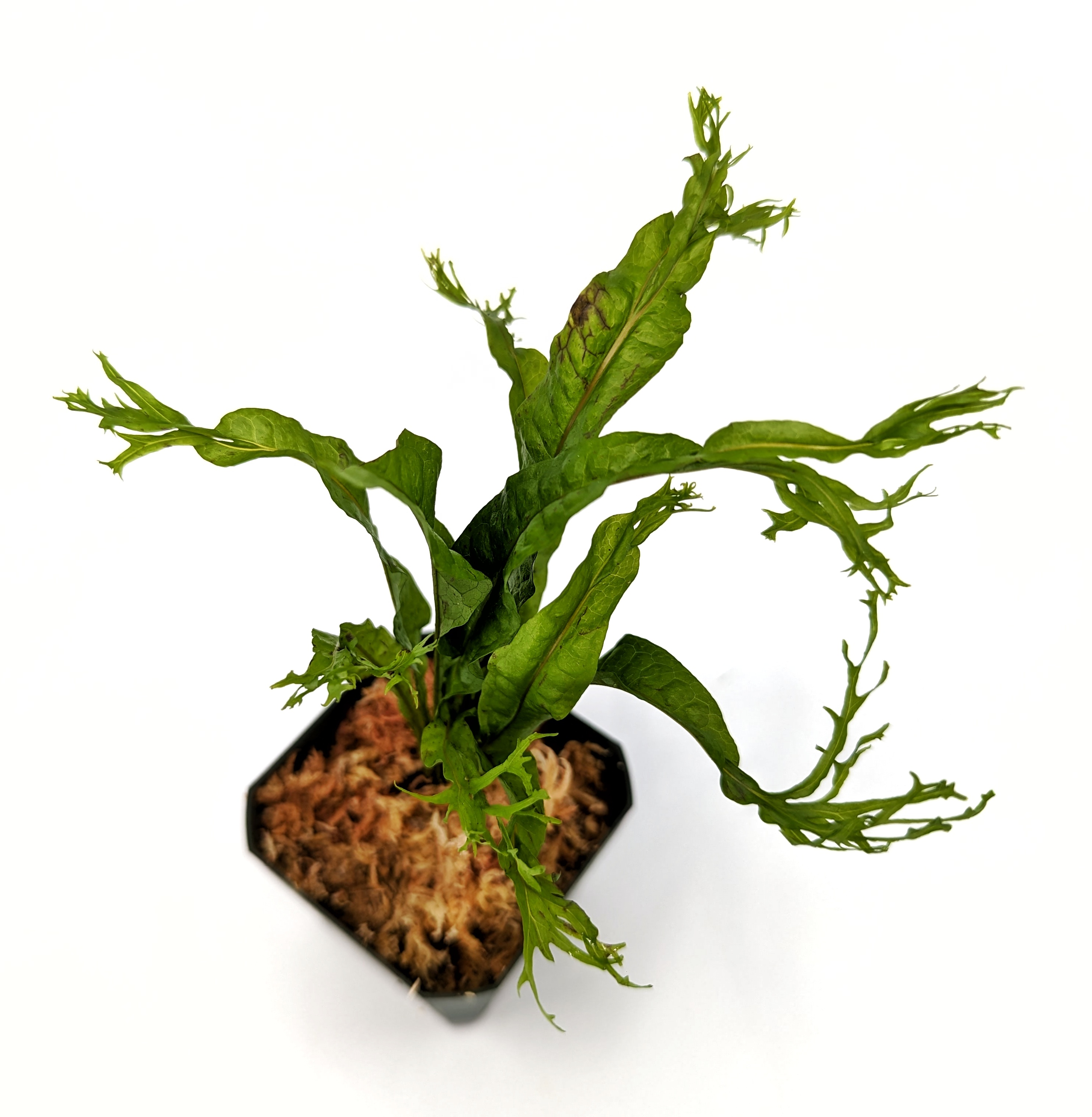 Microsorum pteropus 'Windelov'