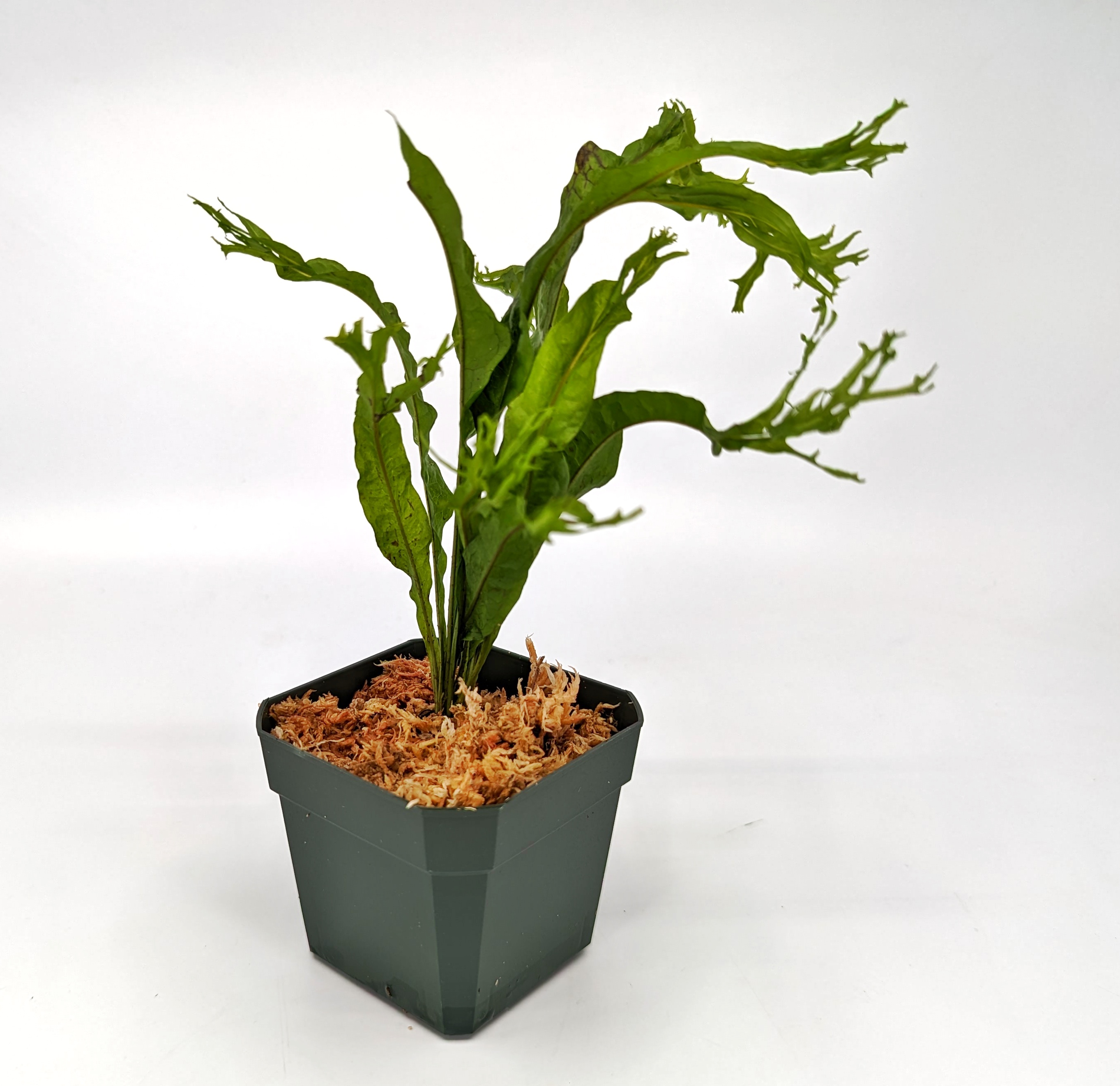 Microsorum pteropus 'Windelov'