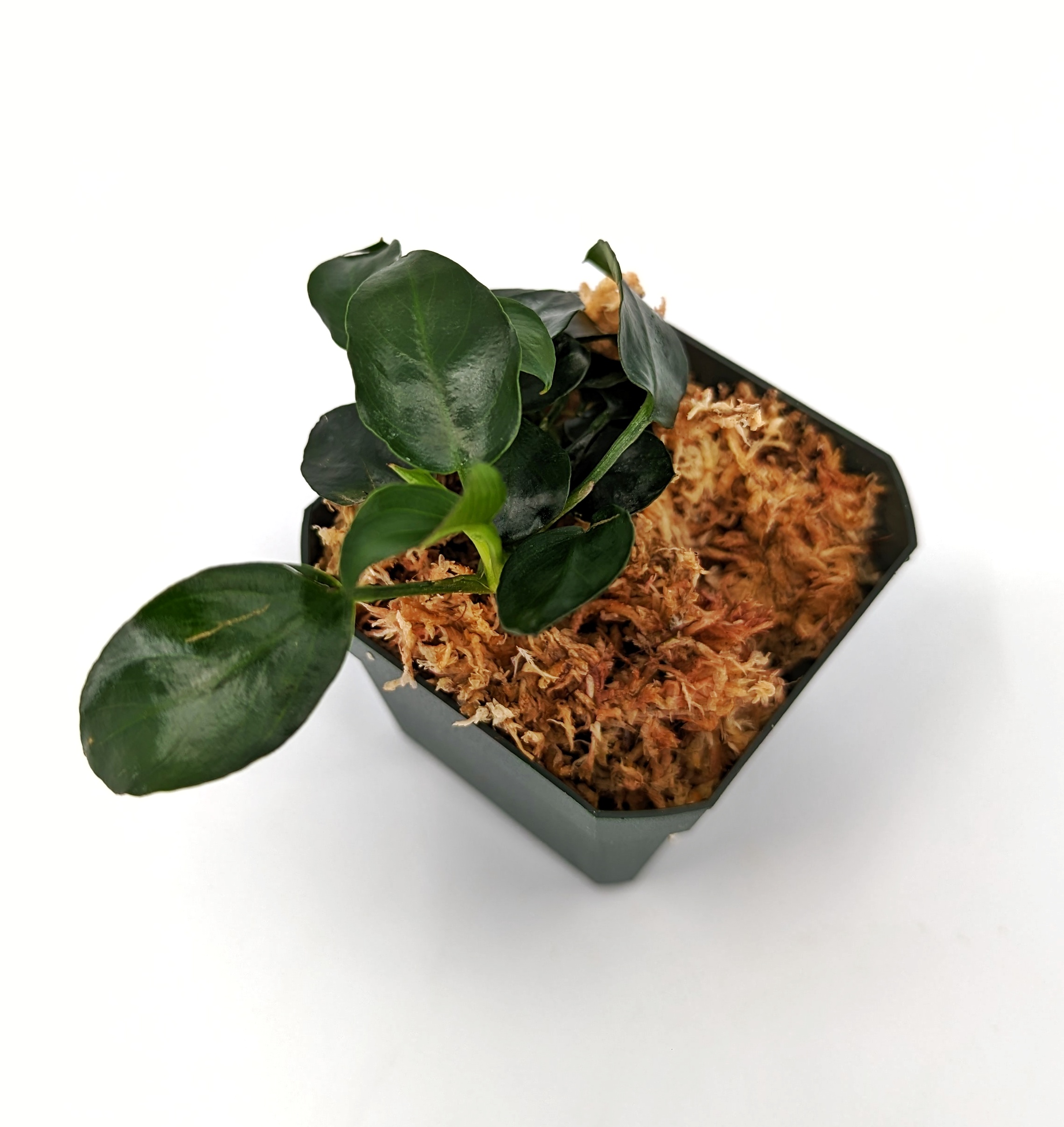 Anubias barteri var. nana 'Petite Round'