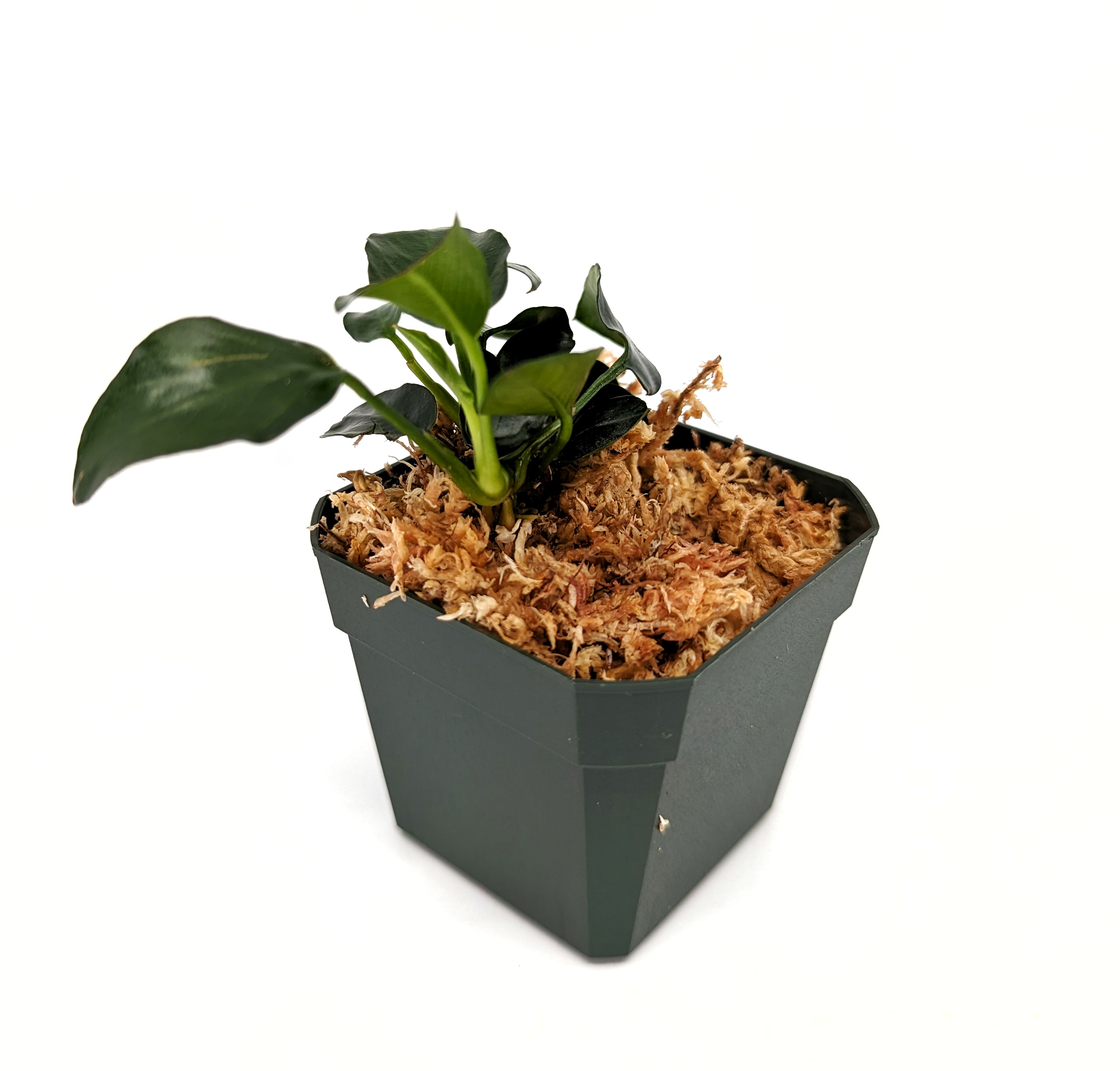 Anubias barteri var. nana 'Petite Round'