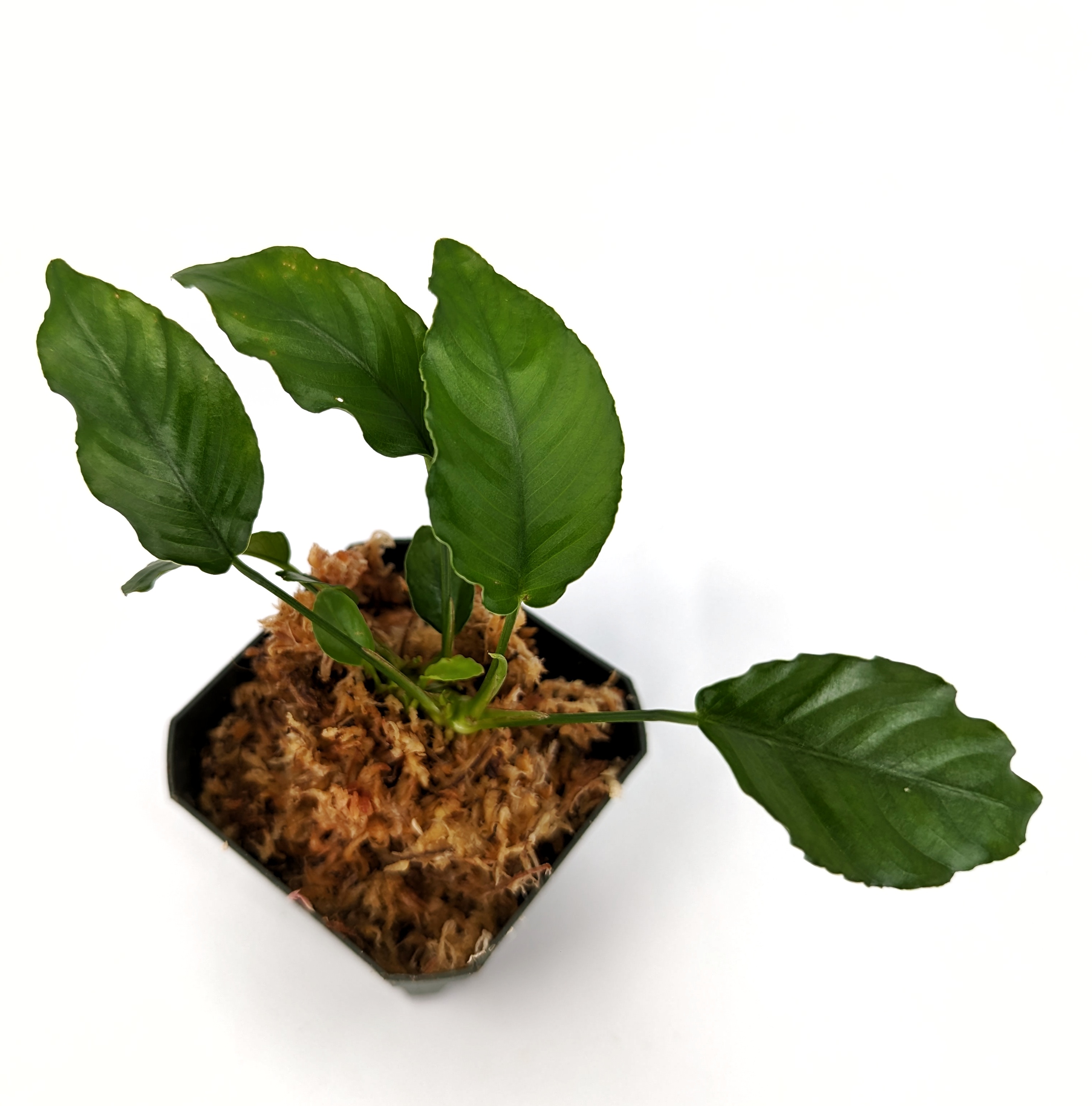 Anubias barteri var. 'Wrinkle Leaf'