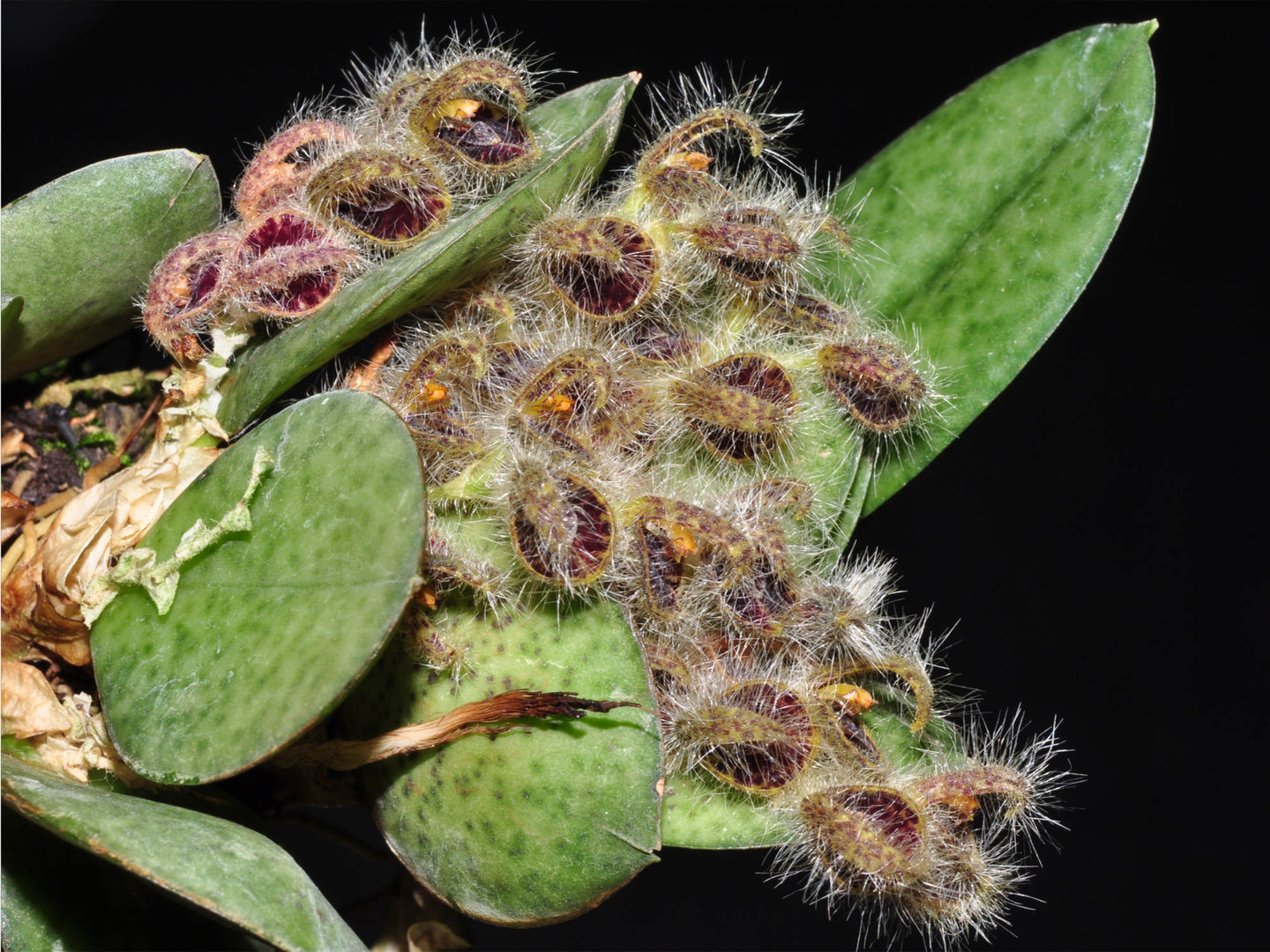 pleurothallis acanthodes