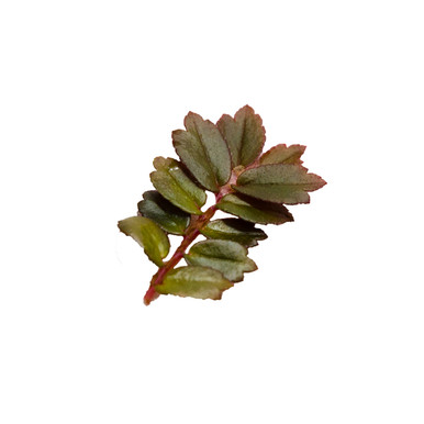 Begonia foliosa - GLASS BOX TROPICALS