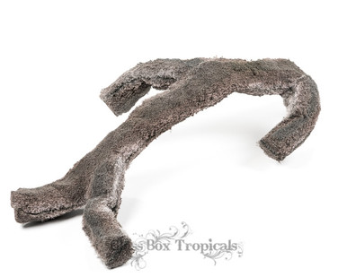 EpiWeb Branch - Large (60cm) - GLASS BOX TROPICALS