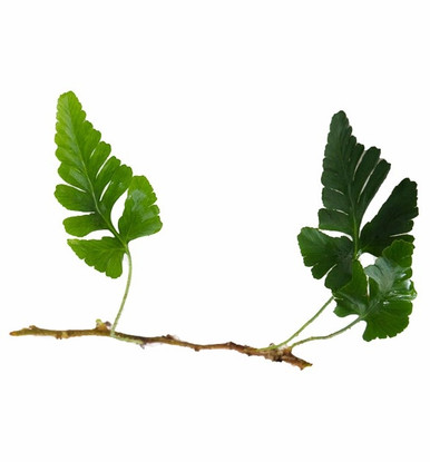 Davallia repens - GLASS BOX TROPICALS