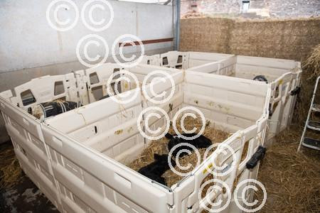 39331418-Calf-tel plastic free-Standing, Indoor Calf Rearing System is ...