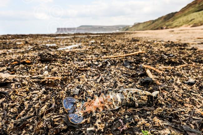 39579488-Dead sea life washed up on the beach near Saltburn. Photograph ...