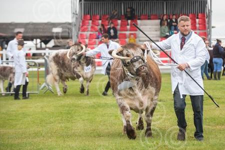 39458949-Longhorns at the Suffolk Show 2022. Picture: Sarah Lucy Brown ...