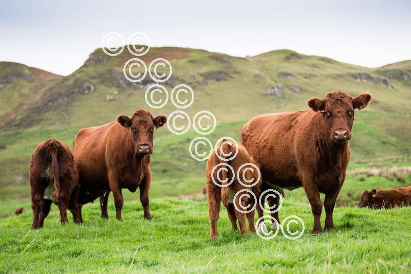 39867376-Small herd of Luing cows that calve in the spring, breeding ...