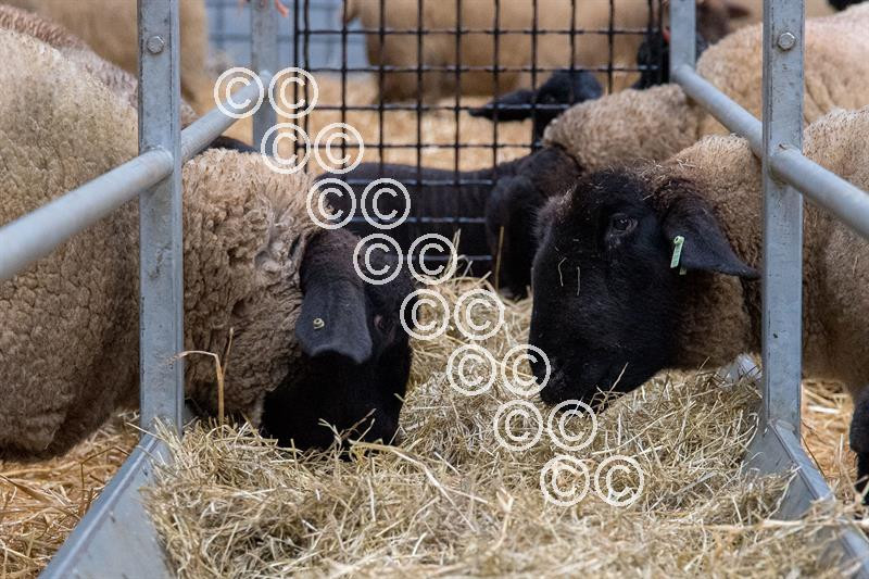 39917299-The sheep get a basic silage ration and topped up with a feed ...