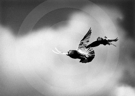 18518354-One of Billy Nimmo s cocks flies from his Dookit, in Hag Hill ...