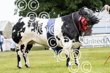 38656820-2019 British Blue champion Solway View Milly from Kevin Watret ...