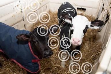 39331419-two of the calves that are in the Calf-tel plastic free ...