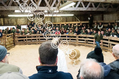 39582251-Buyers and spectators gather round the ring at Lairg for the ...