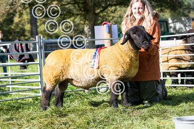 39582384-Suffolk champion was the tup from Highmuir Suffolks Ref ...