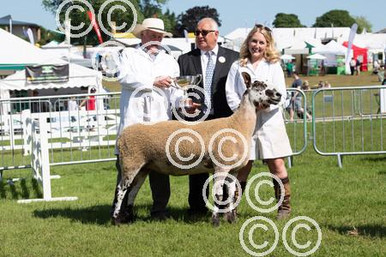 39055204-Overall champion with Judge Dan Bull Centre anf James and ...
