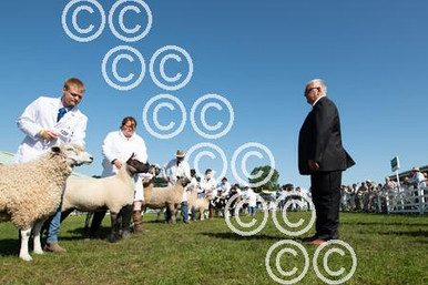 39055207-Sheep judge Dan Bull inspects the line up of breed champion in ...