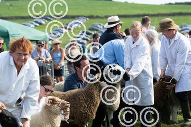 39113336-Line up for upland sheep champion, judge on the points system ...