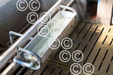 39069469-Tipping water troughs are install through out the shed for ...